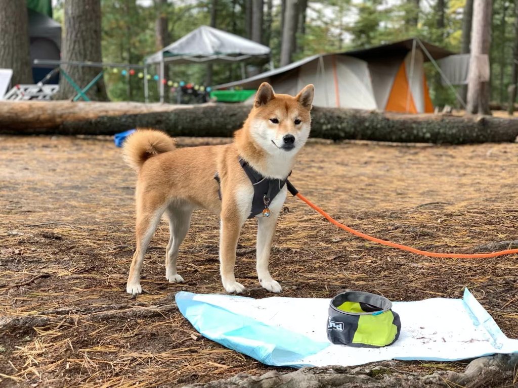 The Ultimate Dog Camping Gear Checklist: What to Pack for Your Pet ...