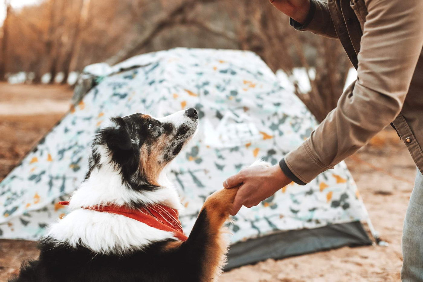 How To Camp With A Dog? - TREKOLOGY