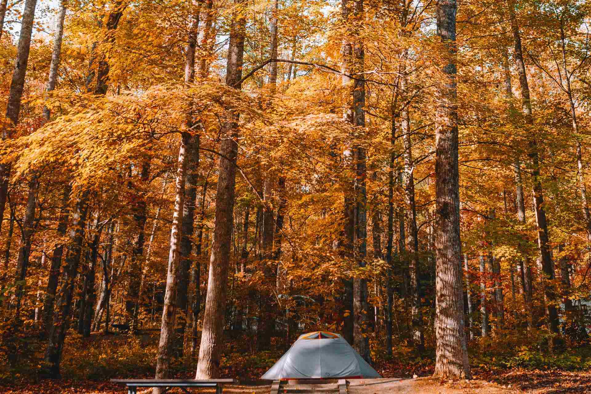 How To Enjoy Your Fall Camping Trip To The Fullest? - TREKOLOGY